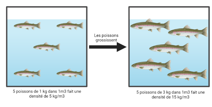 La densité d'élevage de la truite en aquaponie