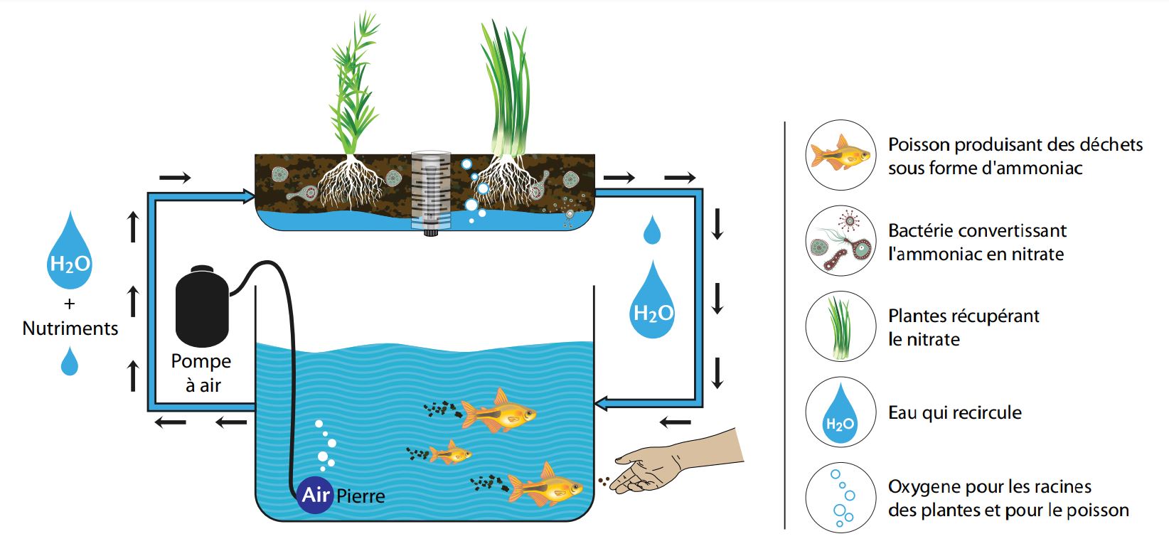 Qu'est-ce que l'aquaponie