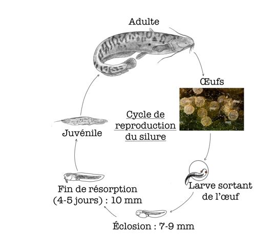 Fiche conseil maintenance et élevage du silure (Silurus glanis) en ...